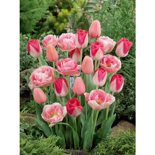 Flower Bulbs & Seeds - Pink Tulip Blend